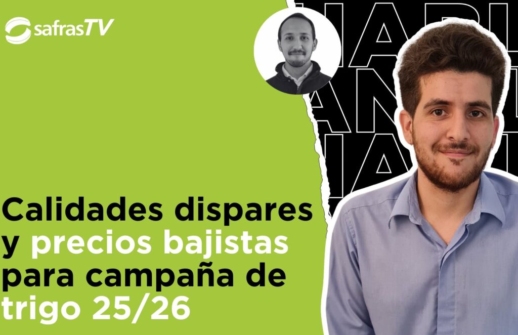 Safras TV: Trigo 2025/26 con calidades dispares y presión bajista en ...