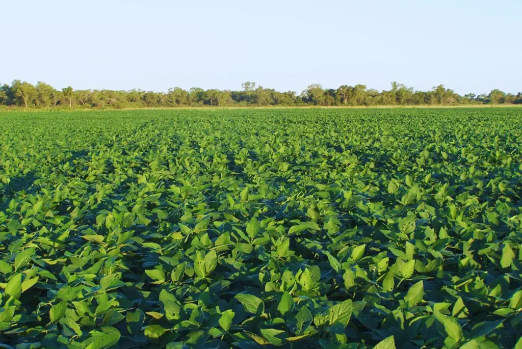 SOJA: Molienda de ene-nov sube 2,60% en base anual- CIAR