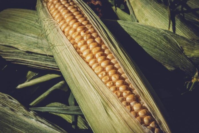 Corn Cme