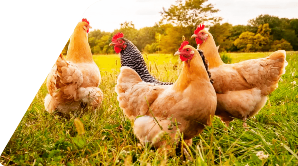 Arquivo de Frango - SAFRAS & Mercado